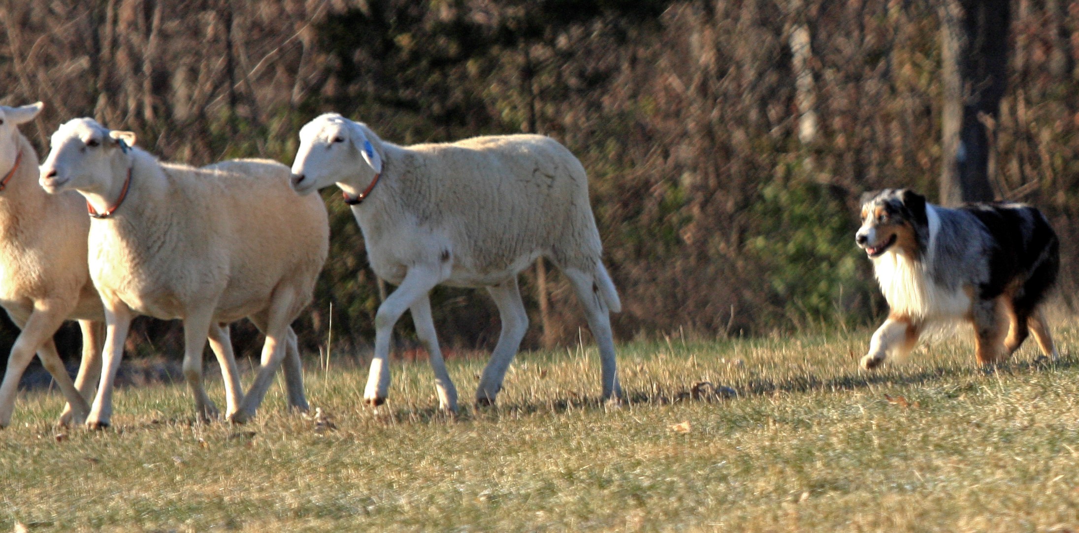 RottiEwe Farm | Herding & Training Facility